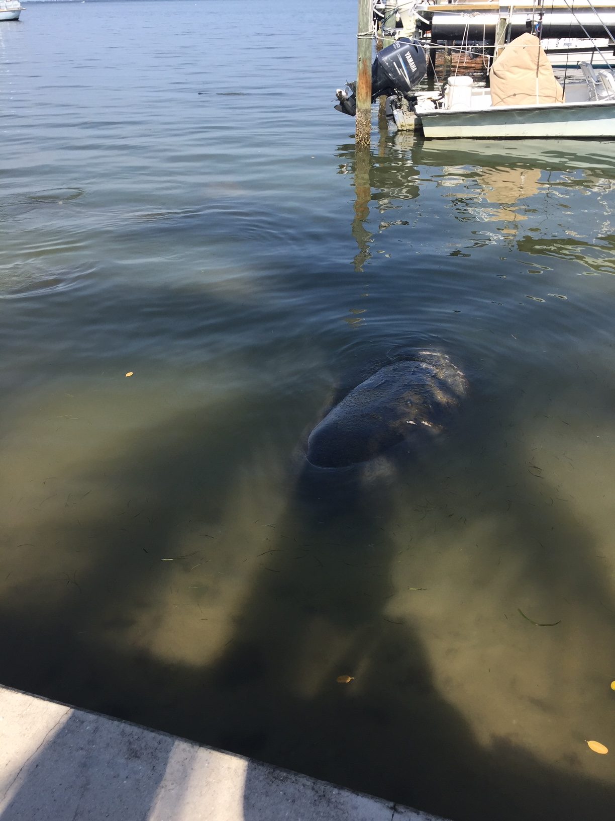 How Many Alligators Are There in Florida? 1.25 Million!